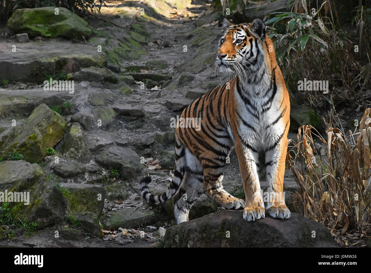 Low Angle View Siberian Tiger Stock Photos & Low Angle View Siberian ...