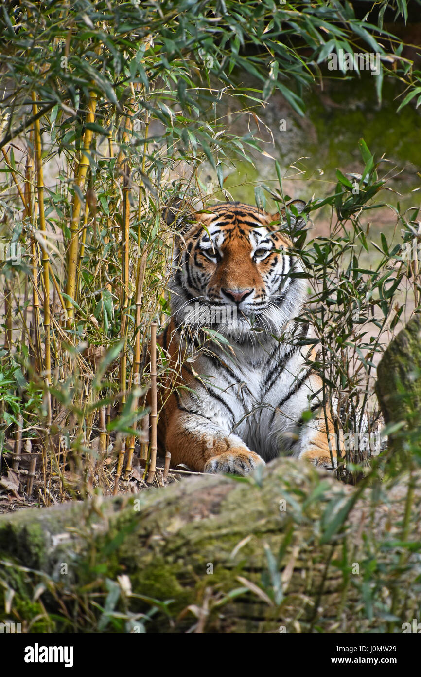 Tiger in bamboo forest hi-res stock photography and images - Alamy