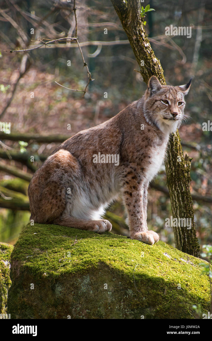Close up side profile portrait of young Eurasian lynx sitting on moth ...
