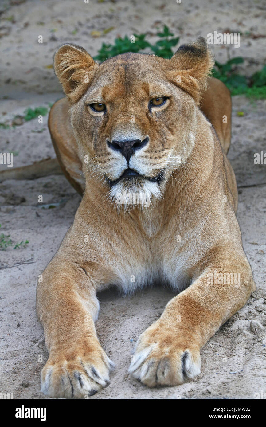 Close up side portrait of female African lioness Stock Photo - Alamy