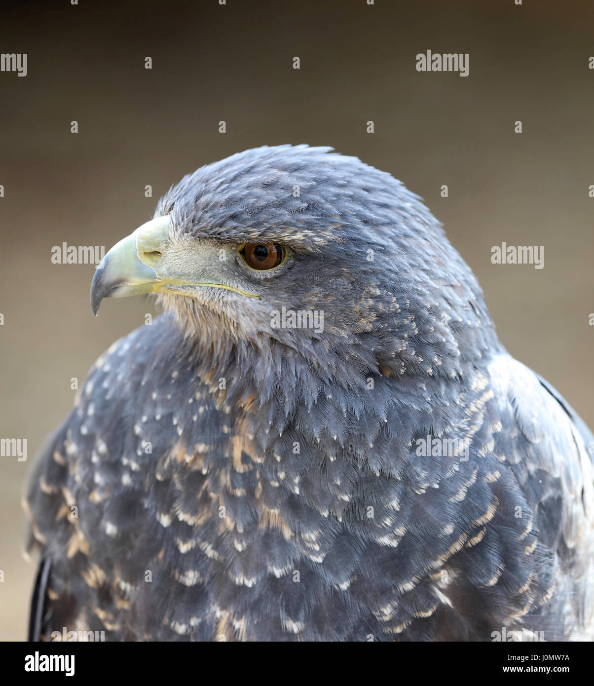 Chilean blue eagle hi-res stock photography and images - Alamy