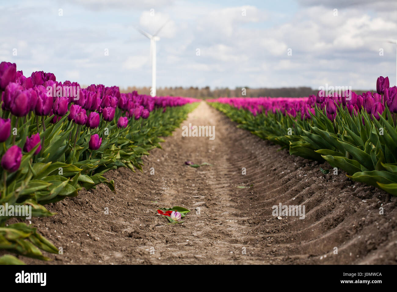 Crushed flowers hi-res stock photography and images - Alamy