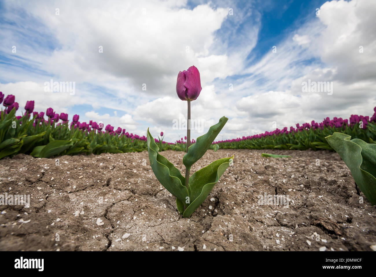 Lone tulip standing between rows Stock Photo - Alamy