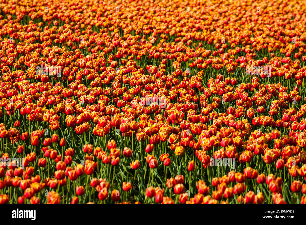 Lone tulip standing between rows Stock Photo - Alamy