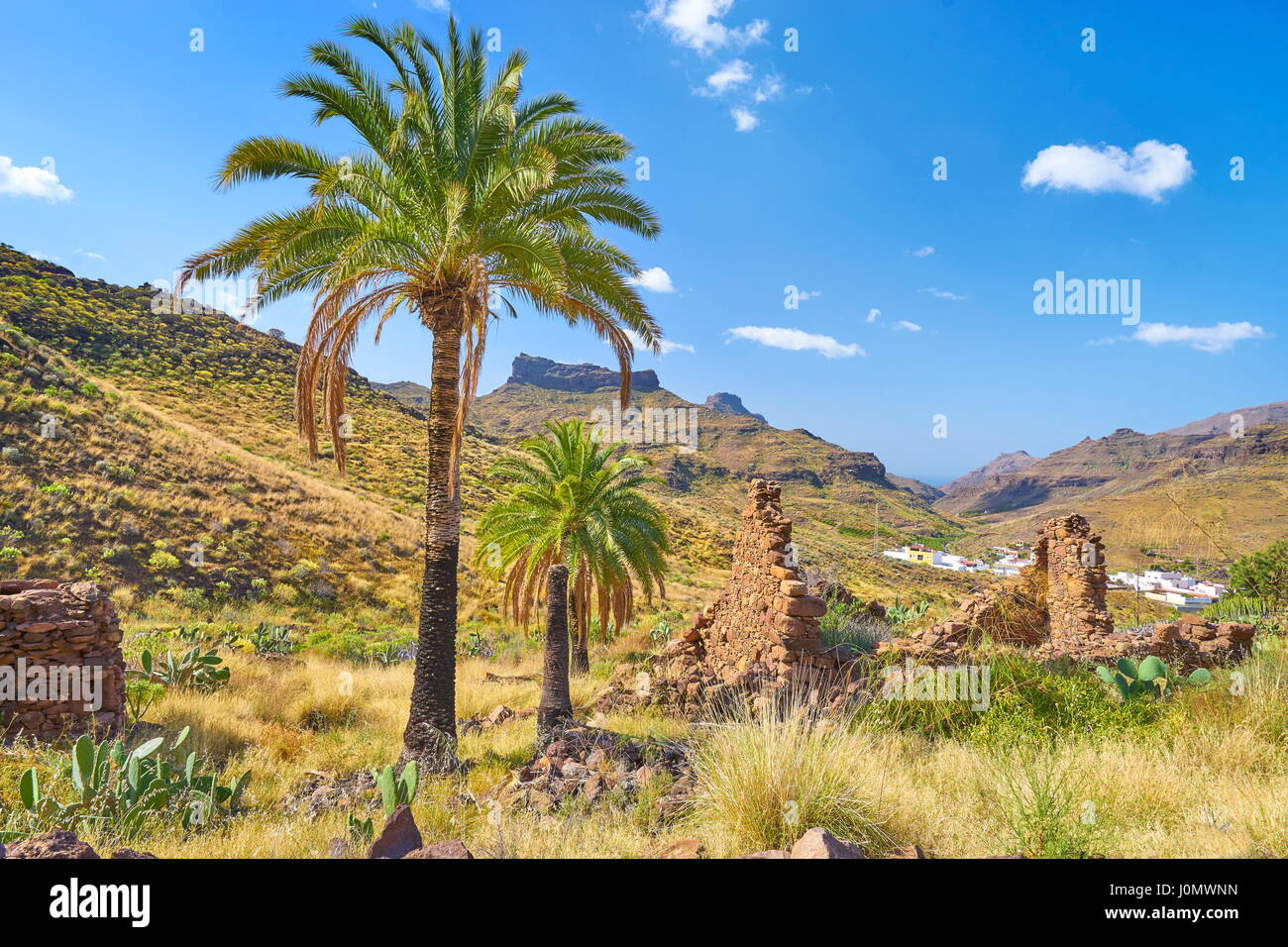 Canarian landscape with palm trees, Gran Canaria, Canary Islands, Spain ...