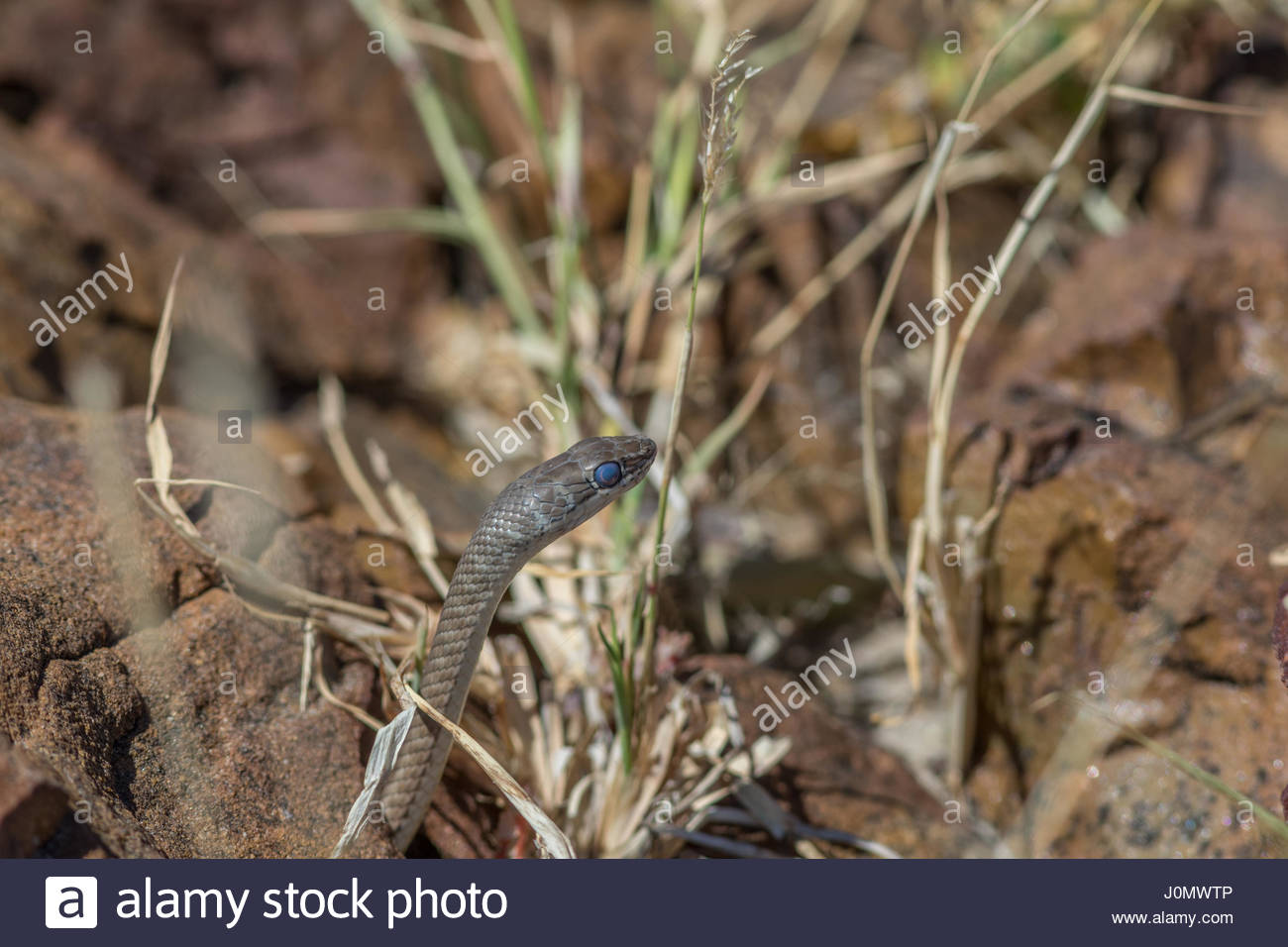 Shed Skin Snake High Resolution Stock Photography and Images - Alamy