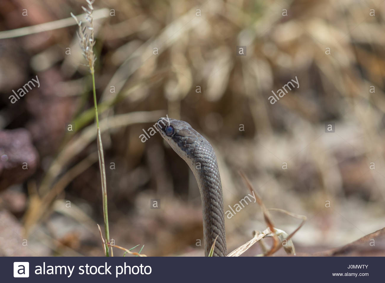 Shed Skin Snake High Resolution Stock Photography and Images - Alamy