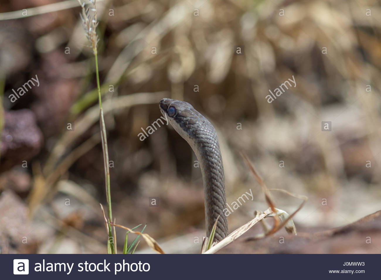 Shed Skin Snake High Resolution Stock Photography and Images - Alamy