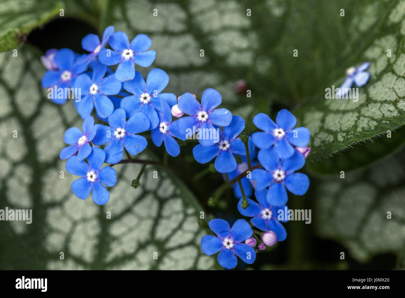 Siberian bugloss Brunnera macrophylla 'Jack Frost' flower Stock Photo ... Siberian bugloss Brunnera macrophylla 'Jack Frost' flower Stock Photo ...