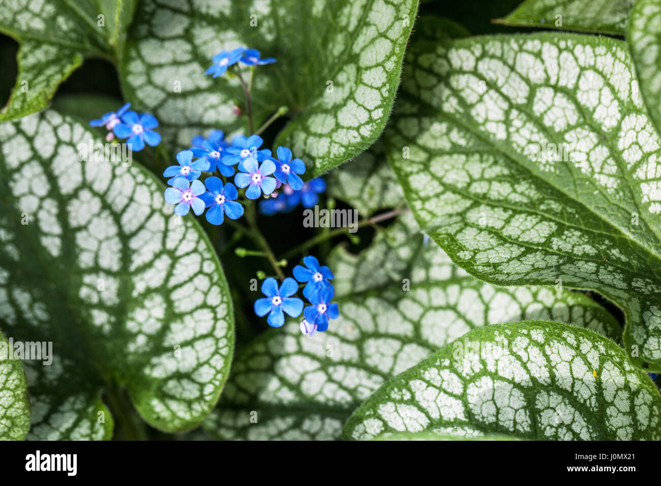 Siberian bugloss Brunnera macrophylla 'Jack Frost' Stock Photo - Alamy