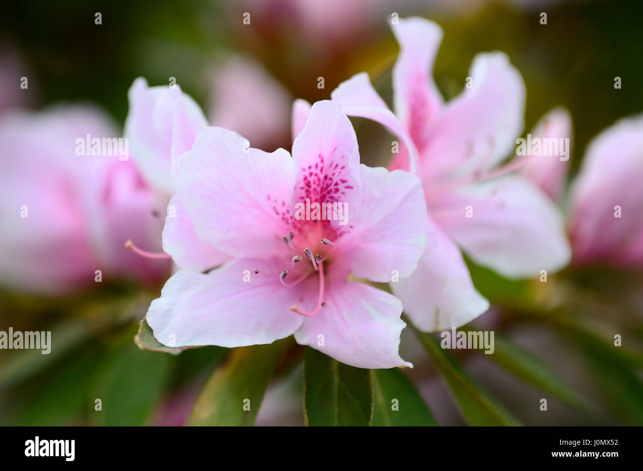 Soft pink rhododendron hi-res stock photography and images - Alamy