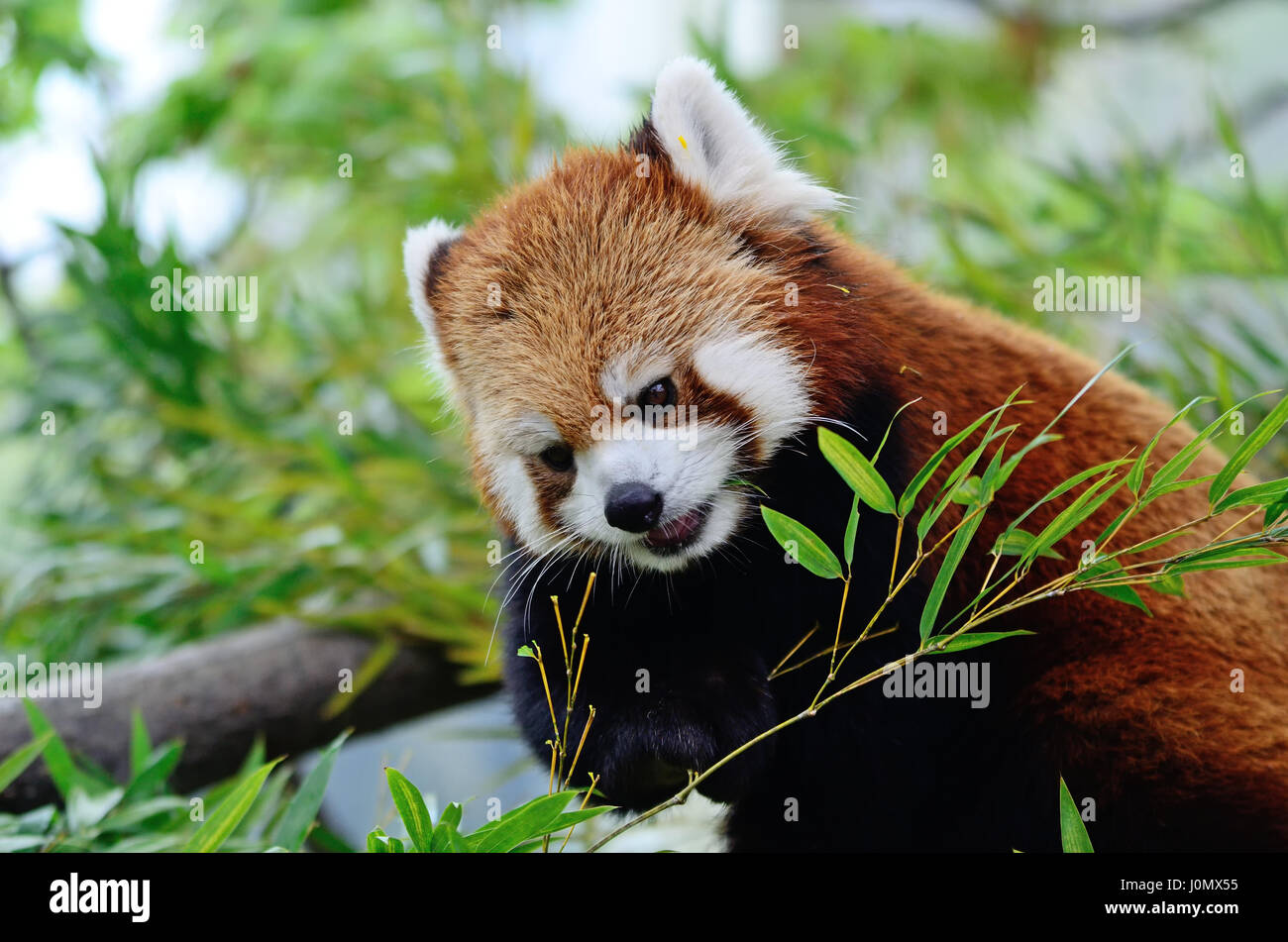 Cute Red panda or also known as lesser panda Stock Photo - Alamy