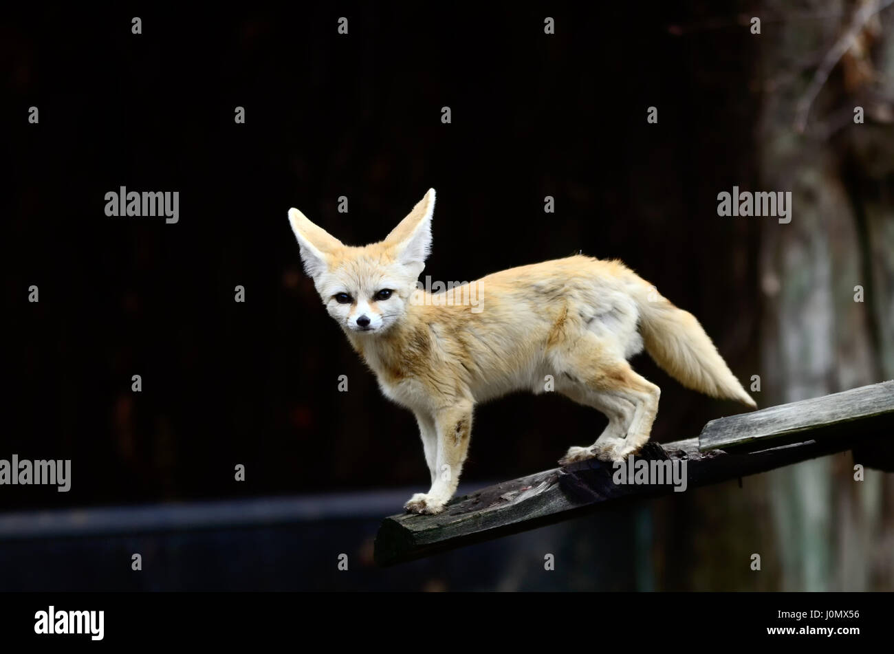 Cute Fennec fox cubs Stock Photo - Alamy