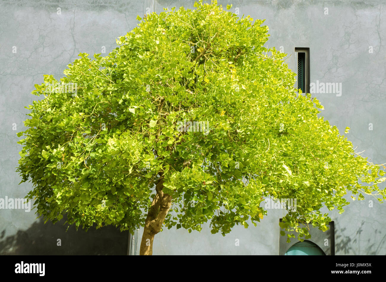 Marrakesh Secret garden tree exotic garden Stock Photo - Alamy