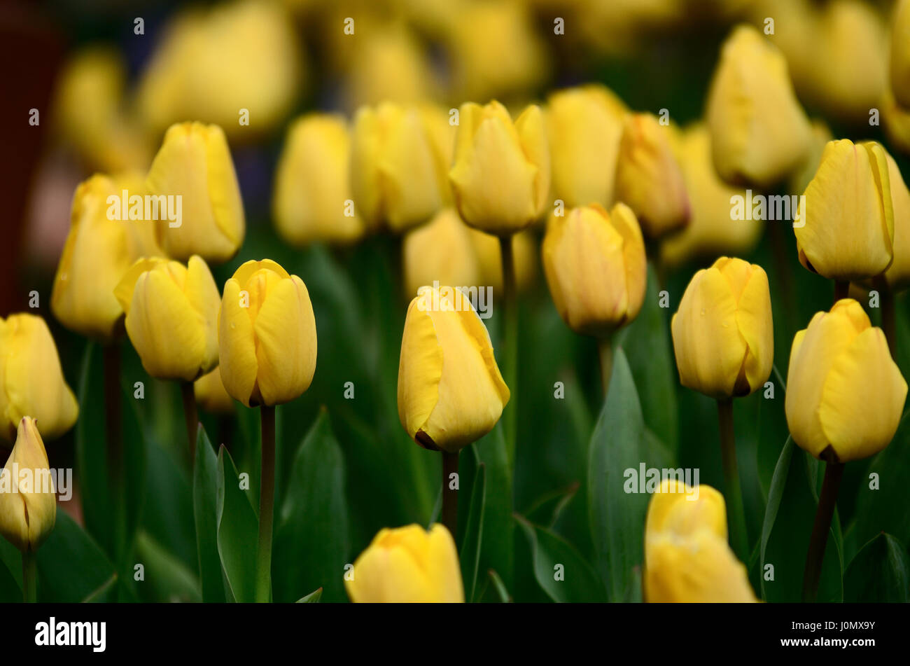 Beautiful shot field full hi-res stock photography and images - Alamy