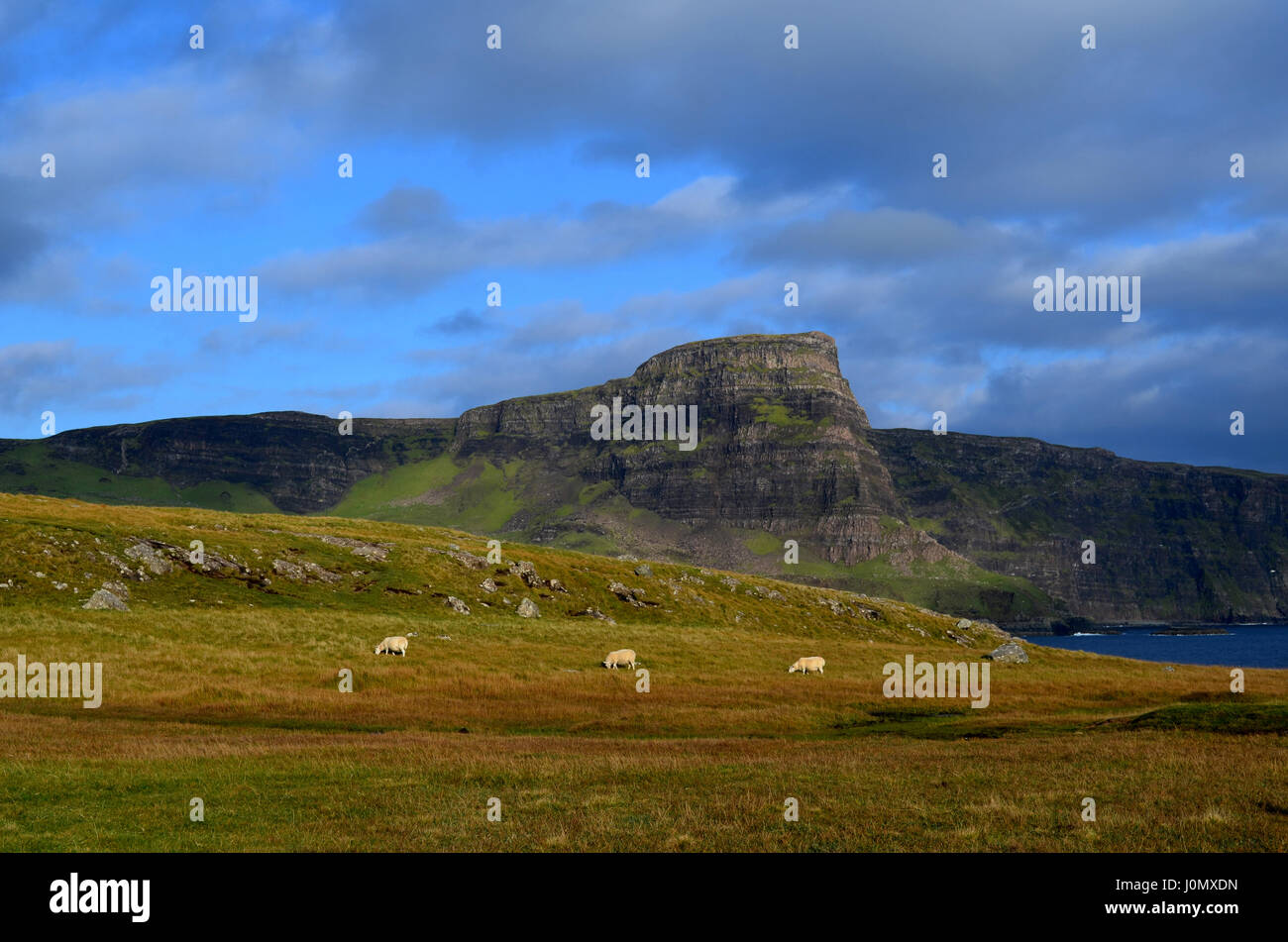 Trio of sheep grazing on grass at Neist Point in Scotland Stock Photo ...