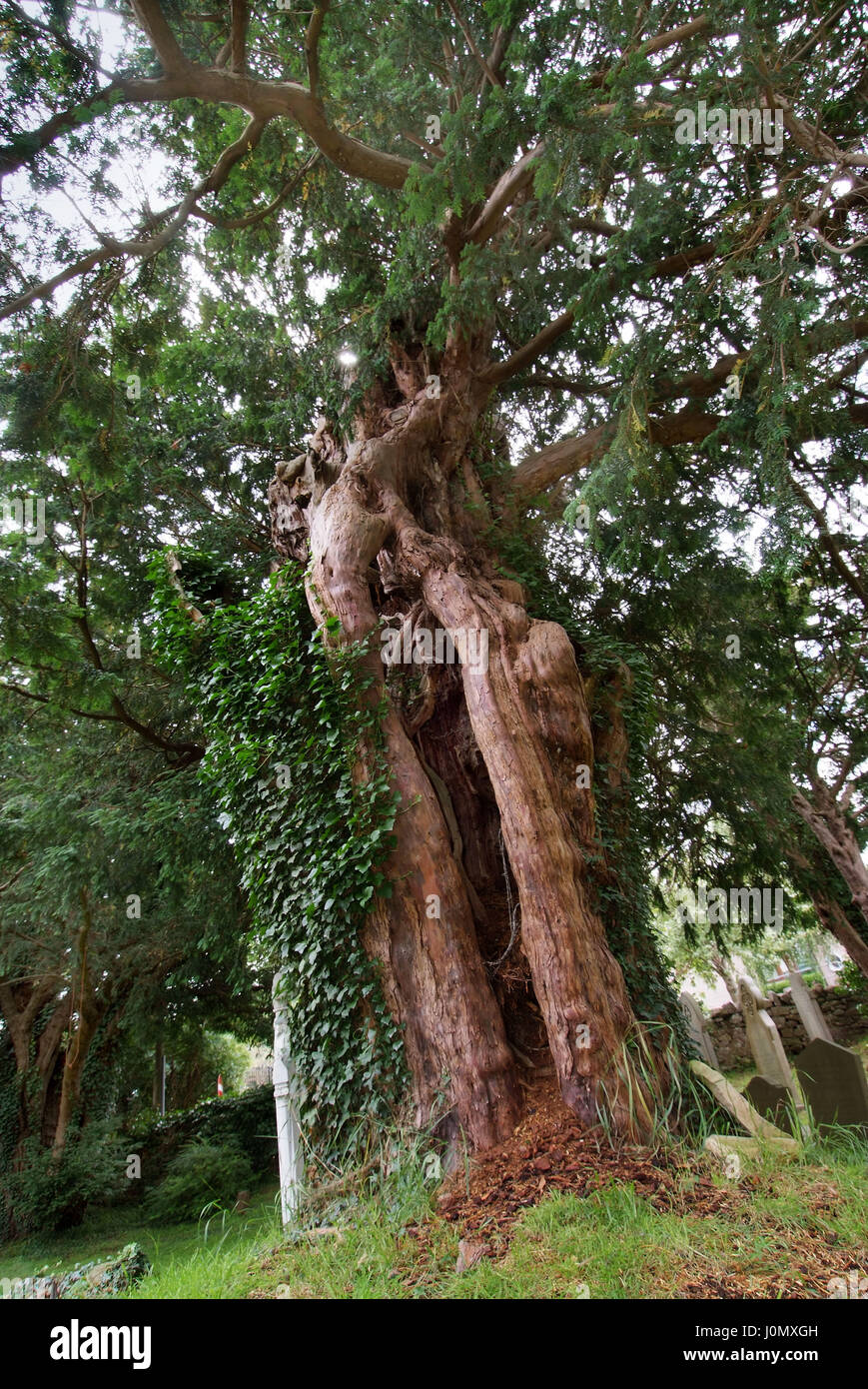 Yew trees in the churchyard of St.Mary the Virgin churchyard, Portbury ...