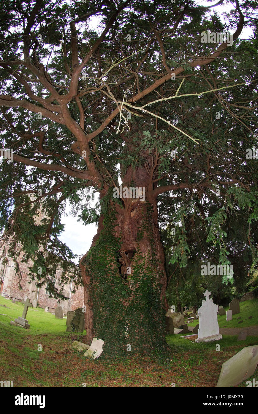 Yew trees in the churchyard of St.Mary the Virgin churchyard, Portbury ...