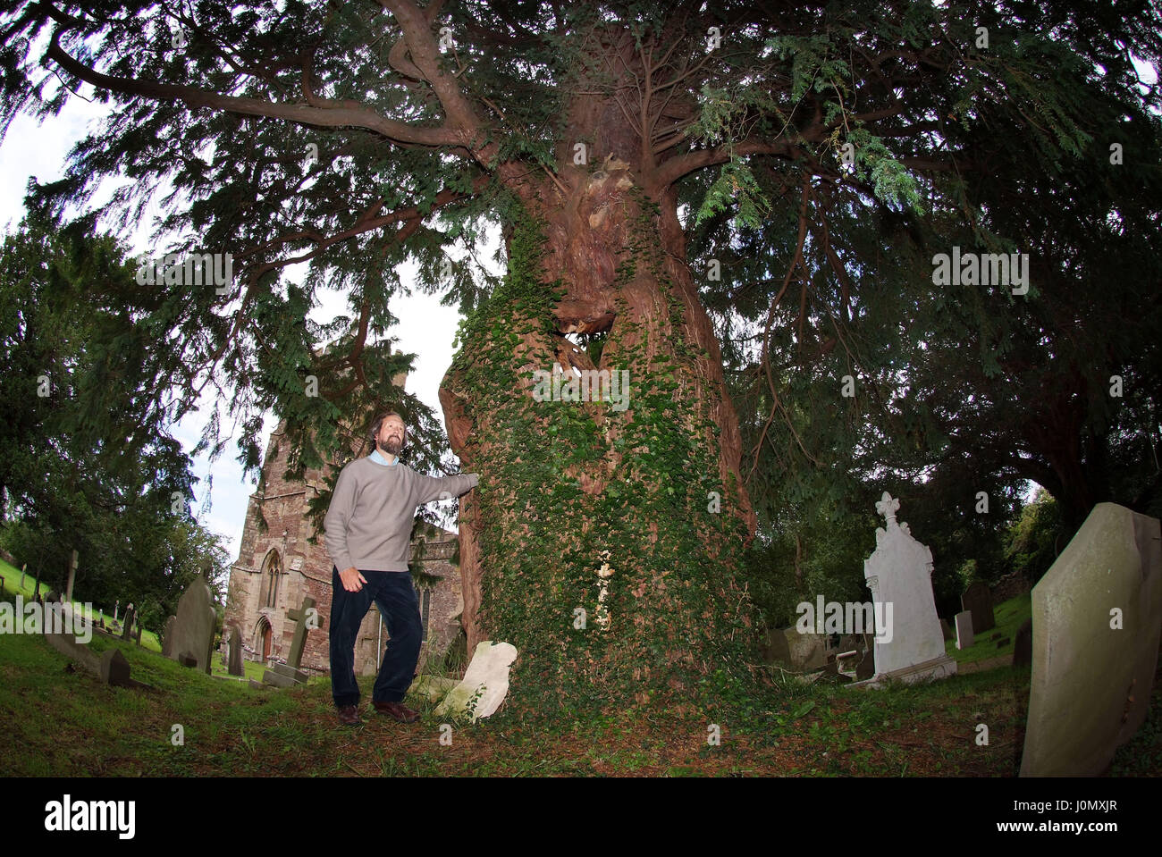 Yew trees in the churchyard of St.Mary the Virgin churchyard, Portbury ...