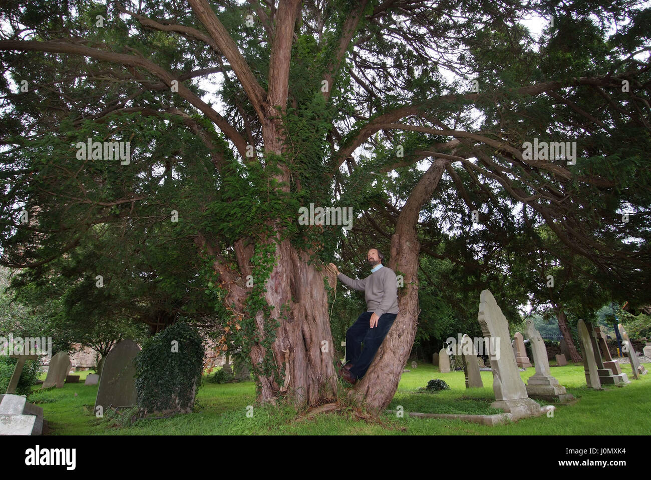 Trees yew hi-res stock photography and images - Alamy