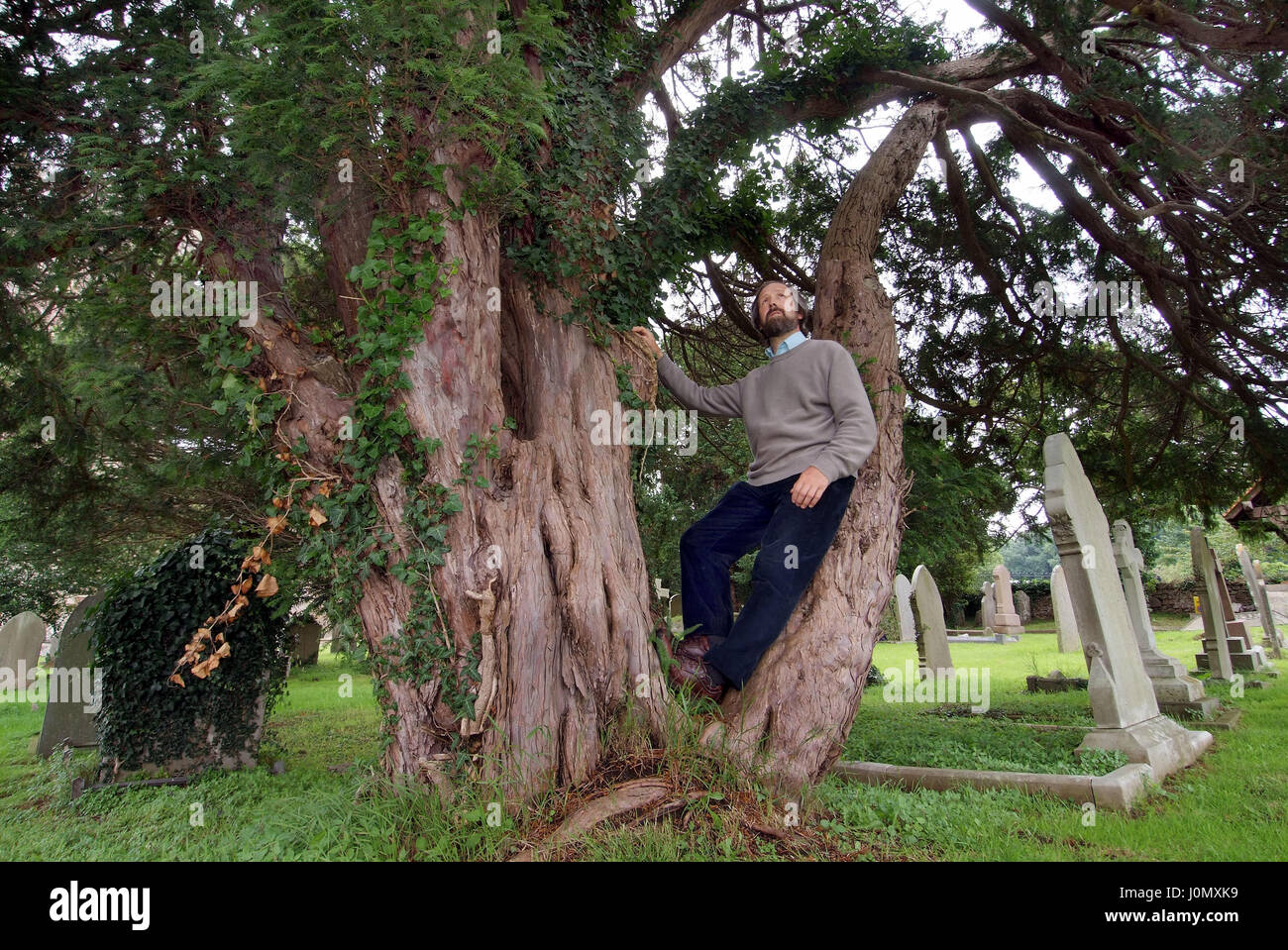 Trees yew hi-res stock photography and images - Alamy
