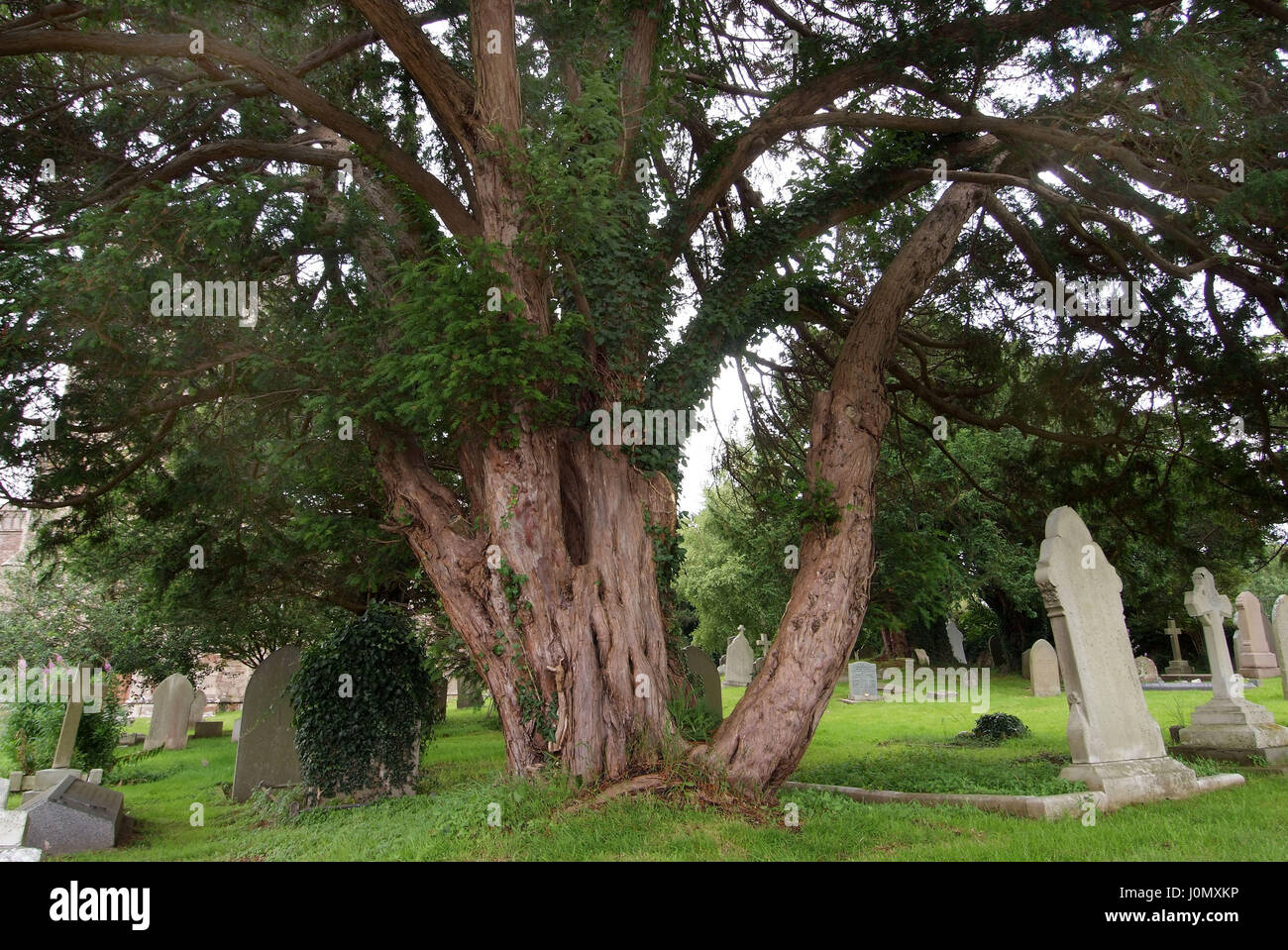 Yew trees in the churchyard of St.Mary the Virgin churchyard, Portbury ...