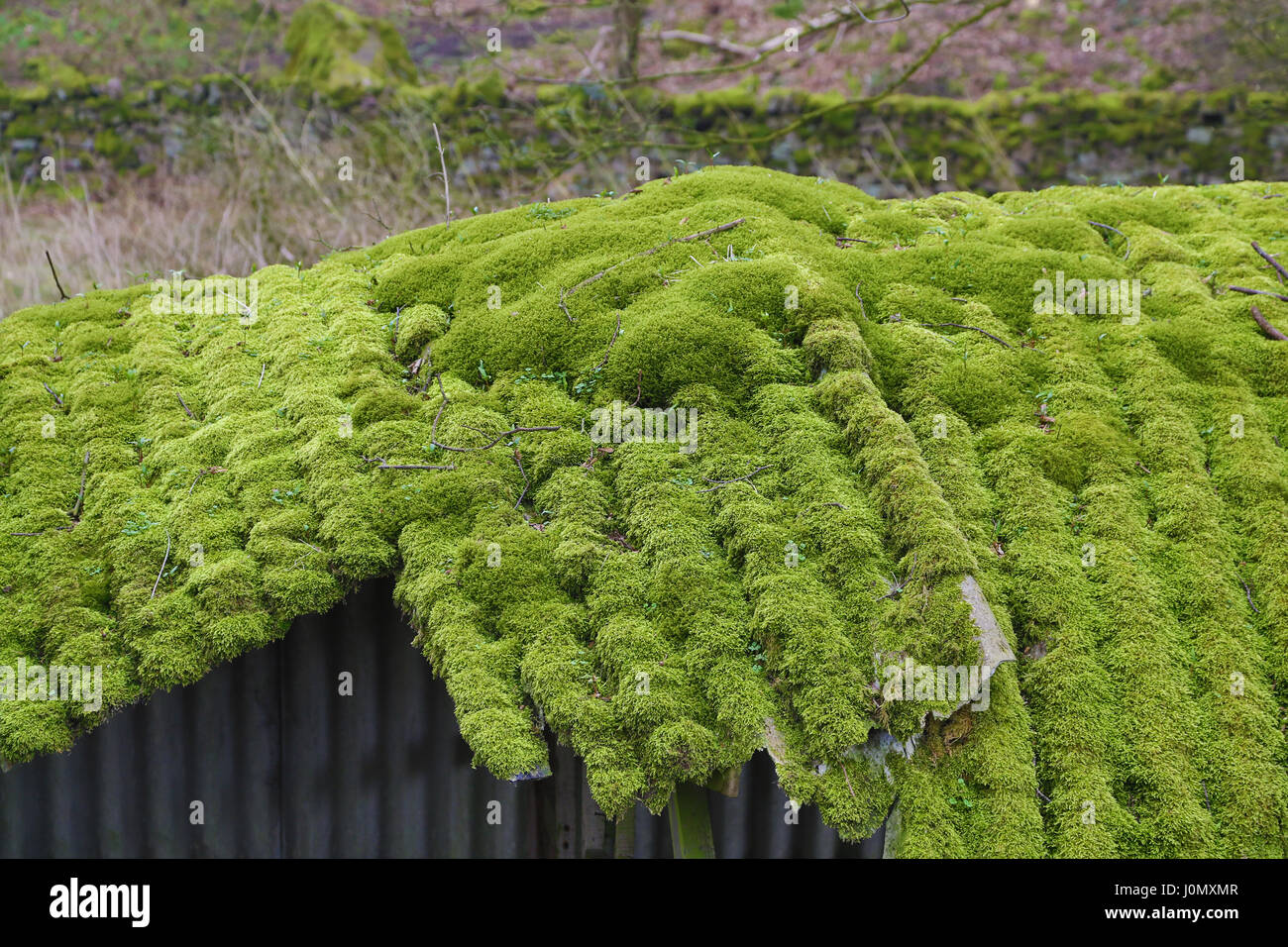 Moss covered shed Stock Photo - Alamy
