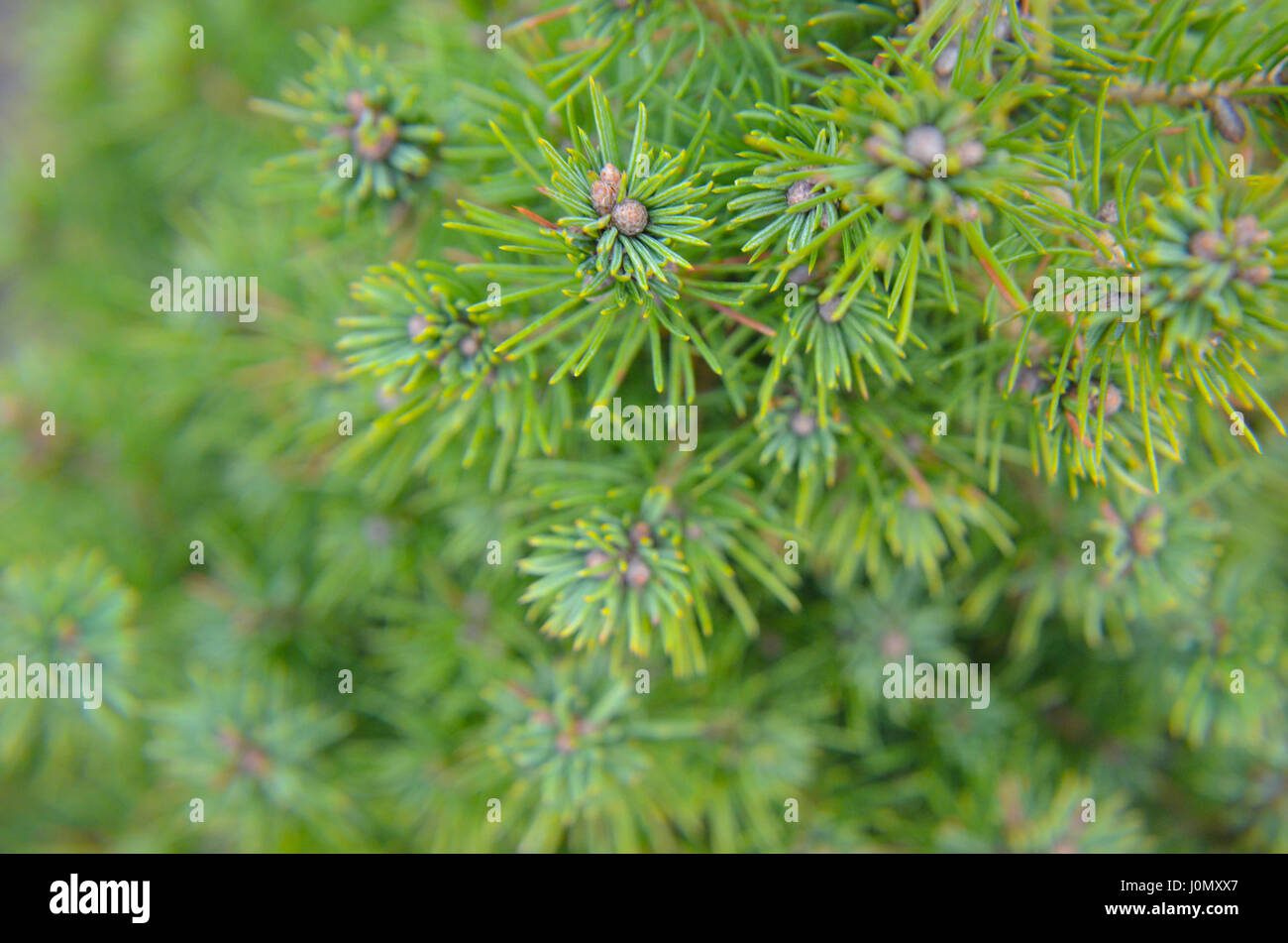 Conical shaped evergreen tree hi-res stock photography and images - Alamy