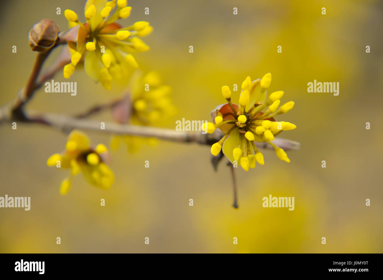 European Cornel tree bossom with yellow flowers Stock Photo - Alamy