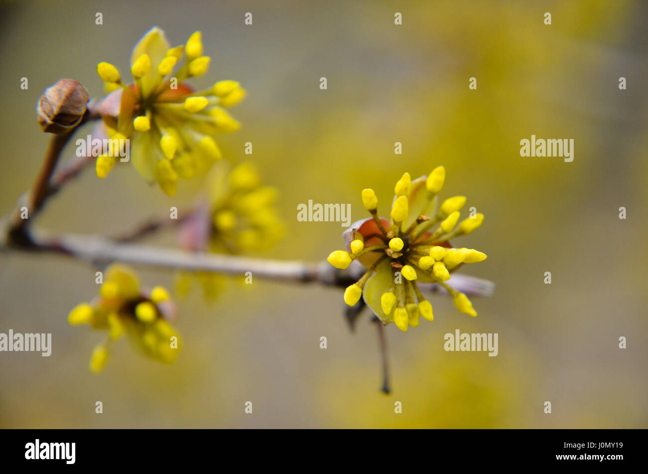 European Cornel tree bossom with yellow flowers Stock Photo - Alamy