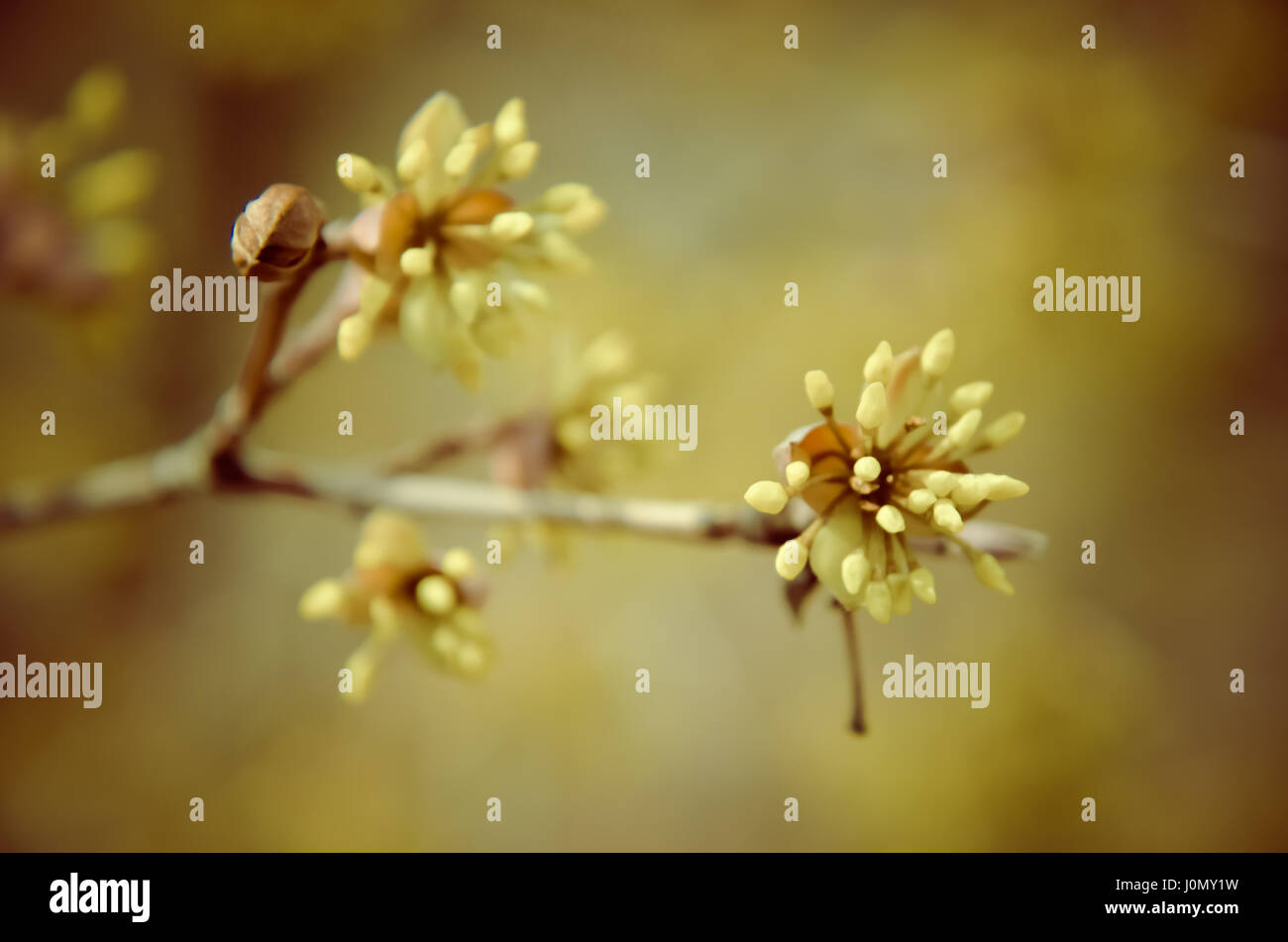 European Cornel tree bossom with yellow flowers Stock Photo - Alamy