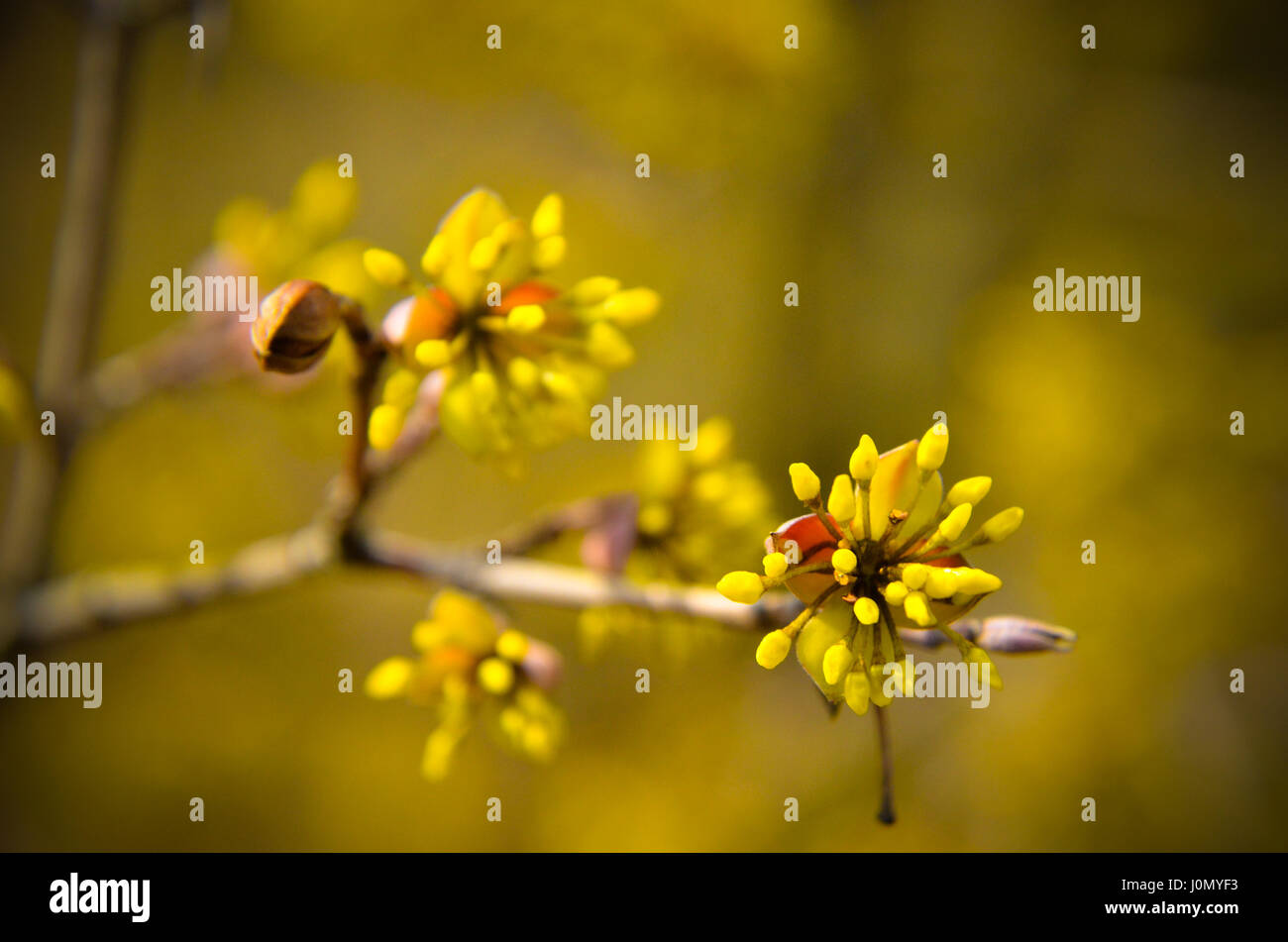 European Cornel tree bossom with yellow flowers Stock Photo - Alamy