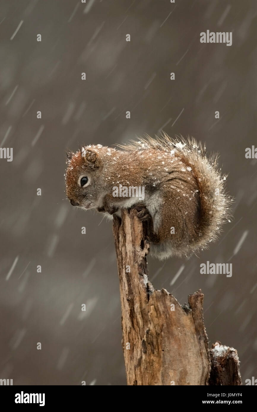 Red squirrel in snow storm Stock Photo - Alamy