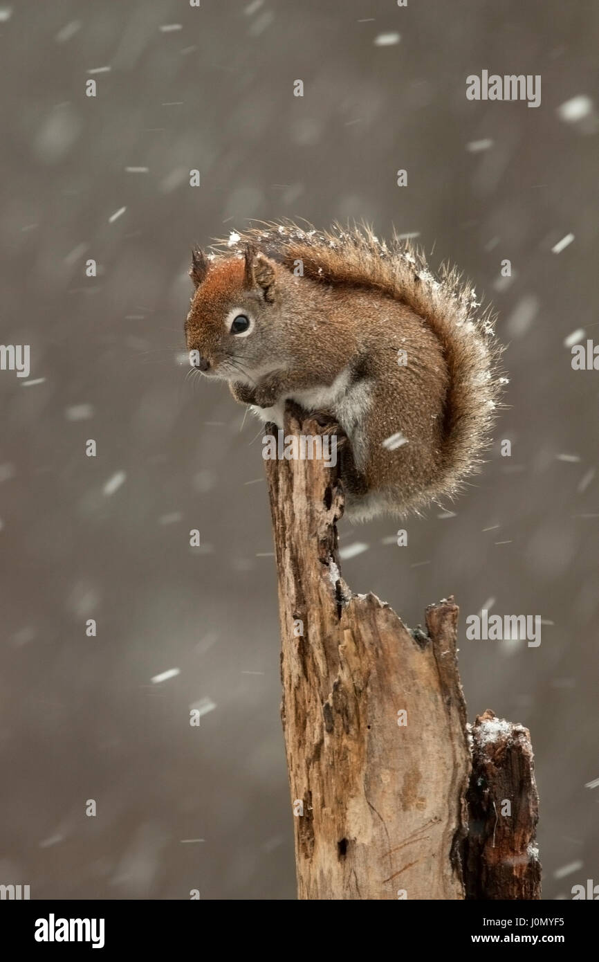 Red squirrel in snow storm Stock Photo - Alamy