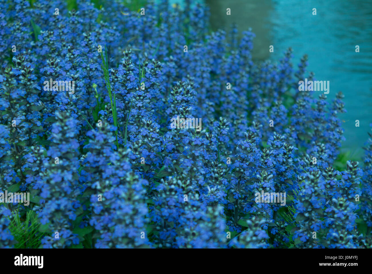 blue background with small blue flowers close up Stock Photo - Alamy