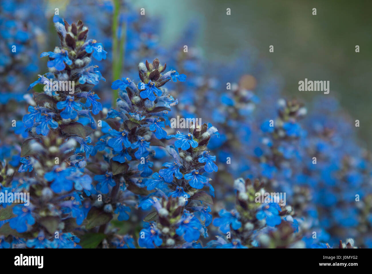 blue background with small blue flowers close up Stock Photo - Alamy