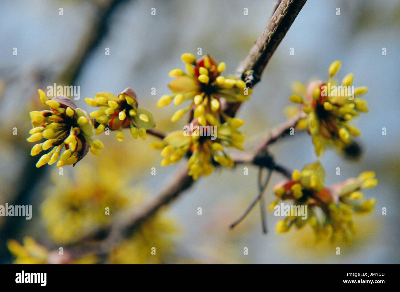 European Cornel tree bossom with yellow flowers Stock Photo - Alamy