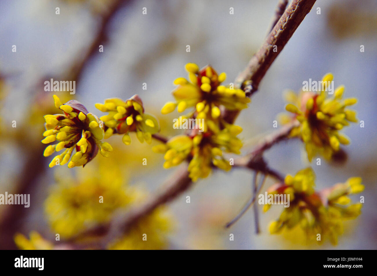 European Cornel tree bossom with yellow flowers Stock Photo - Alamy