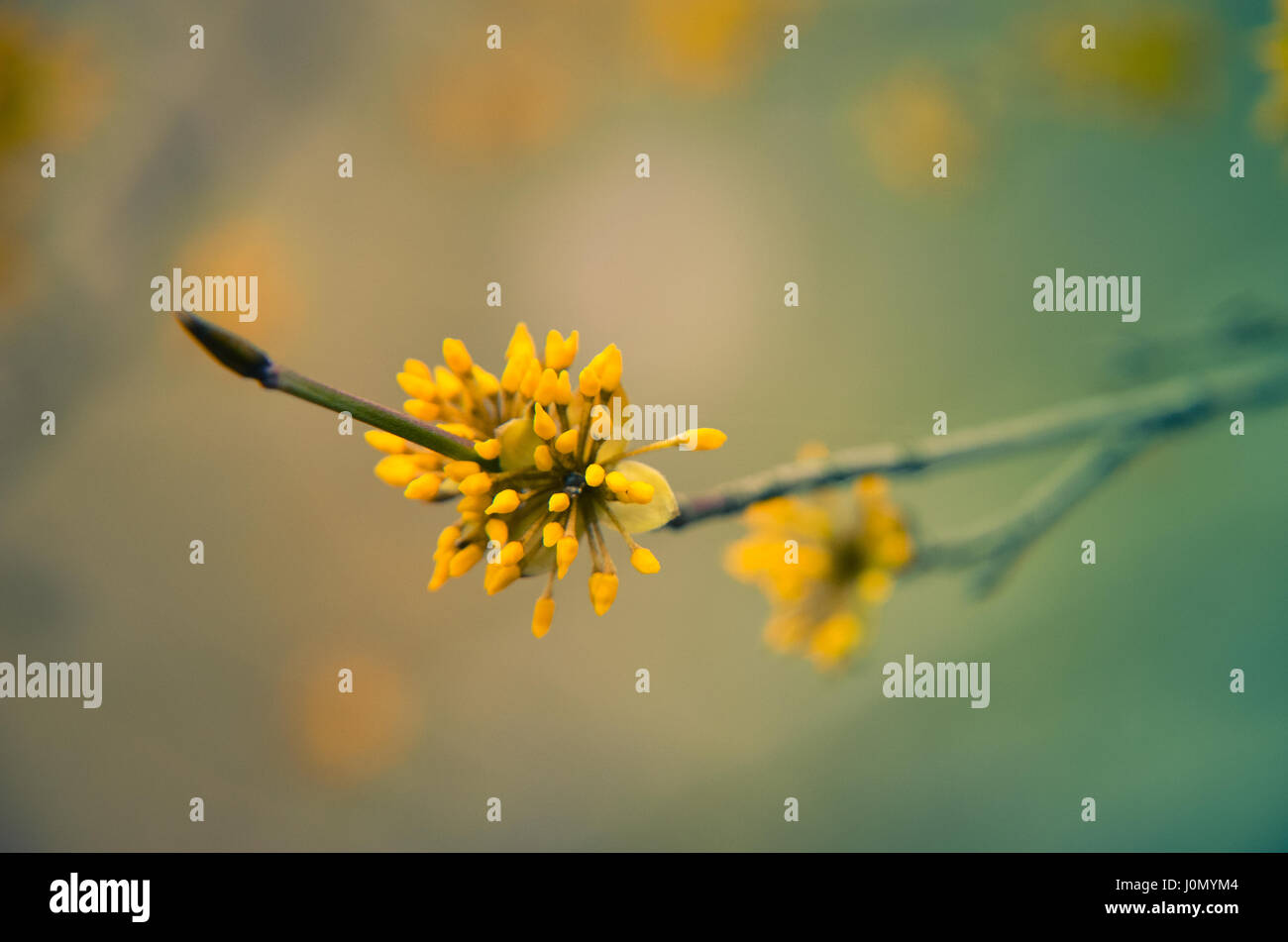 European Cornel tree bossom with yellow flowers Stock Photo - Alamy