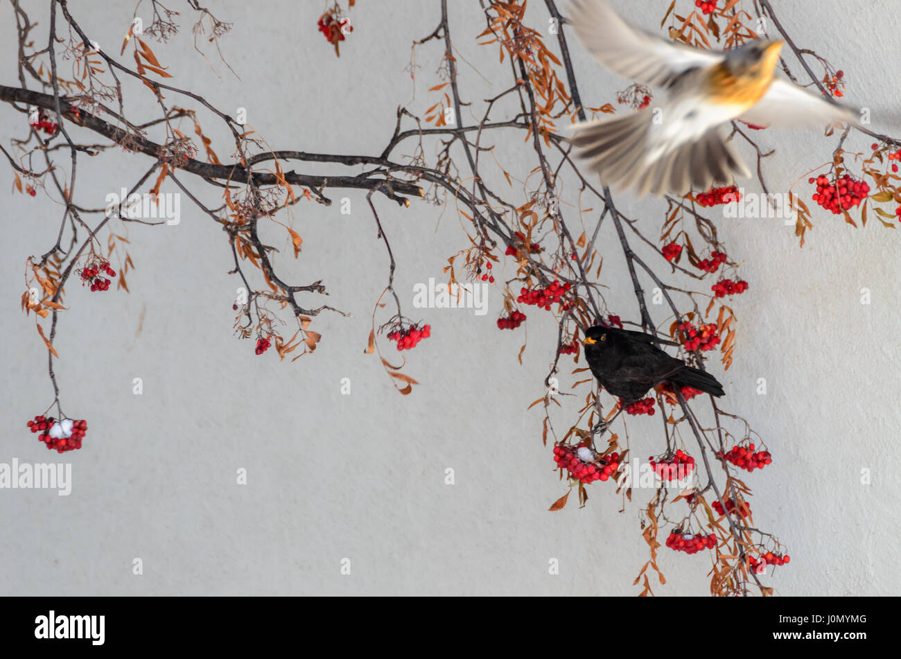 One bird enjoying the ripe red berries, the other one has his belly ...