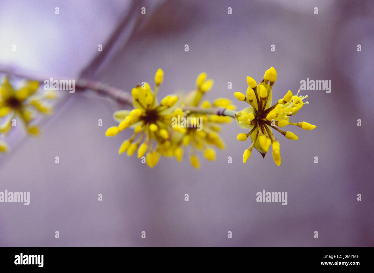 Cornel tree hi-res stock photography and images - Alamy