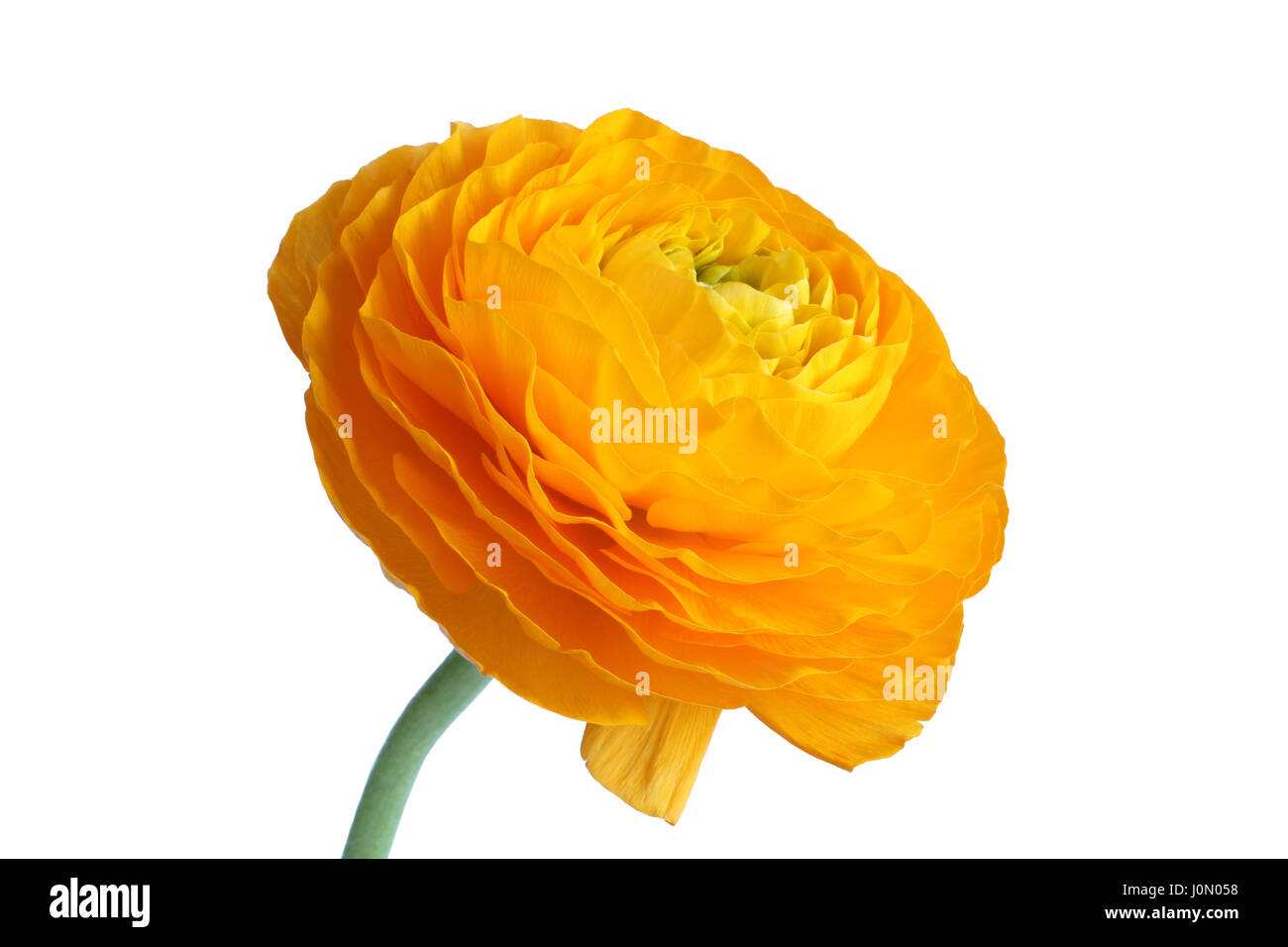 Opened yellow buttercup on white background. Closeup Stock Photo - Alamy