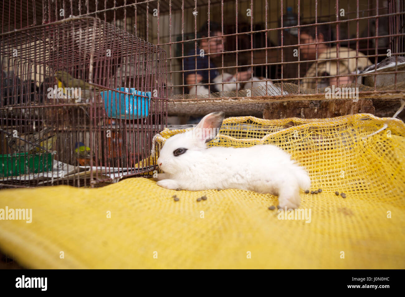 baby rabbit in market Stock Photo - Alamy