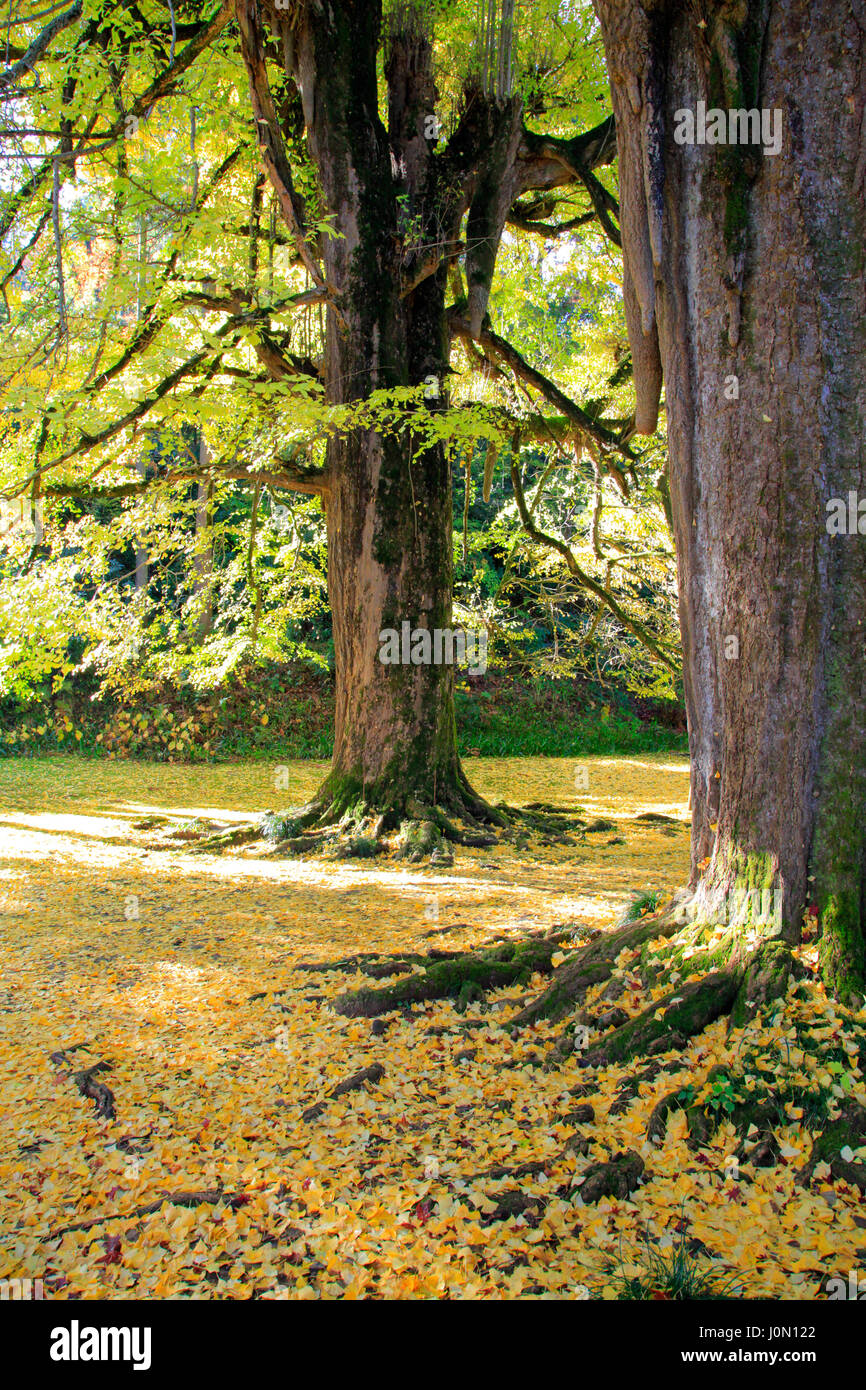 Kotokuji Temple Ginkgo trees in Autumn Akiruno city Tokyo Japan Stock ...