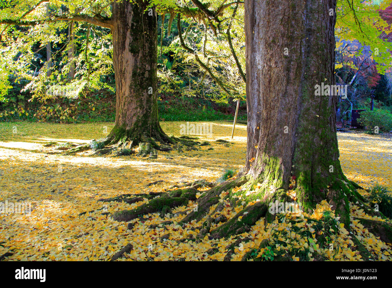 Kotokuji Temple Ginkgo trees in Autumn Akiruno city Tokyo Japan Stock ...