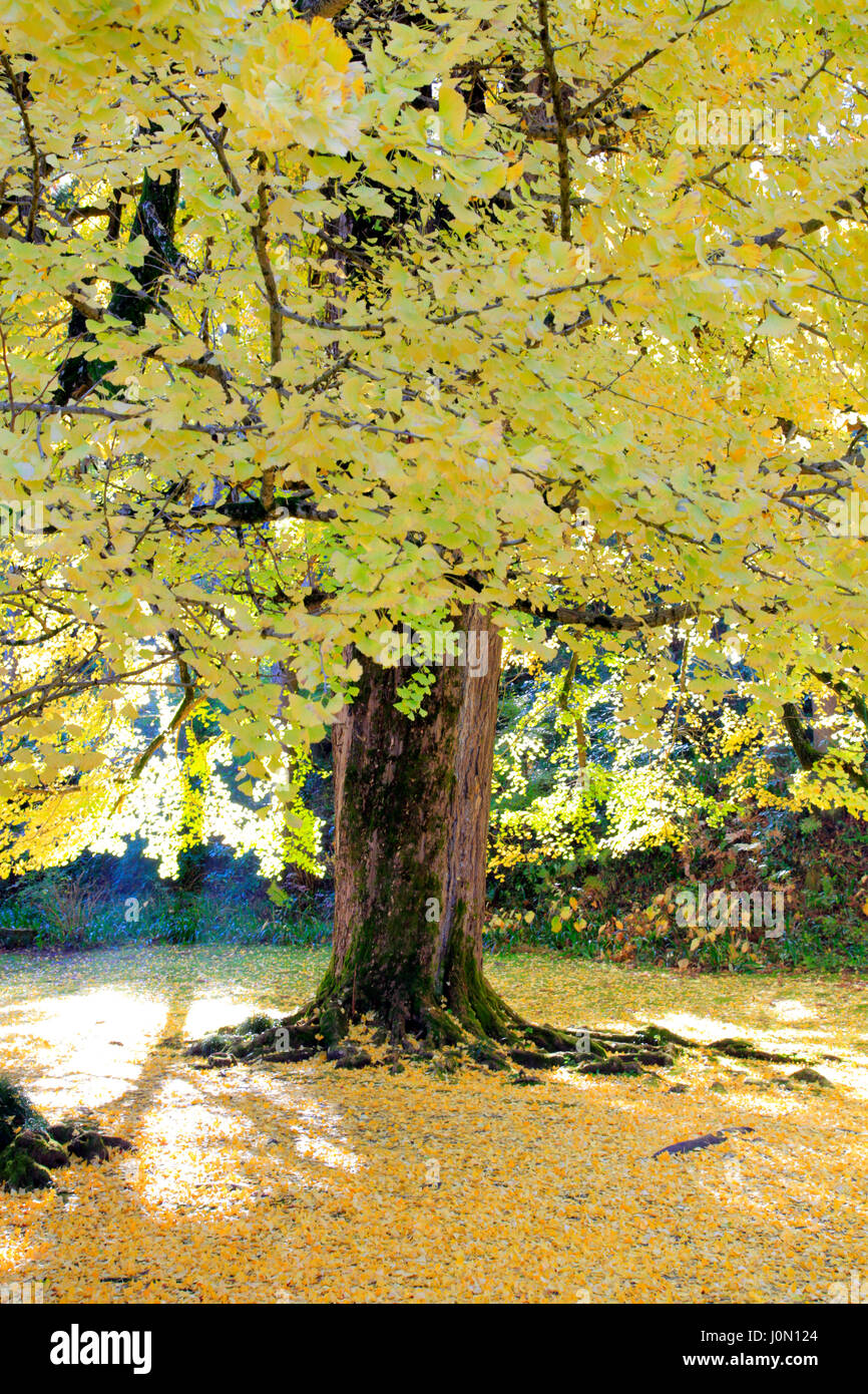 Kotokuji Temple Ginkgo trees in Autumn Akiruno city Tokyo Japan Stock ...