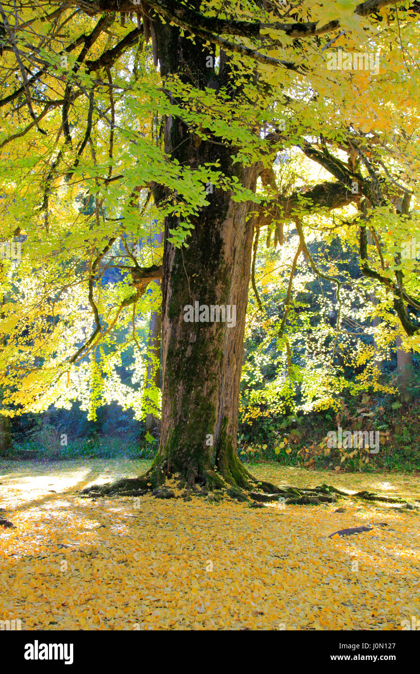 Kotokuji Temple Ginkgo trees in Autumn Akiruno city Tokyo Japan Stock ...
