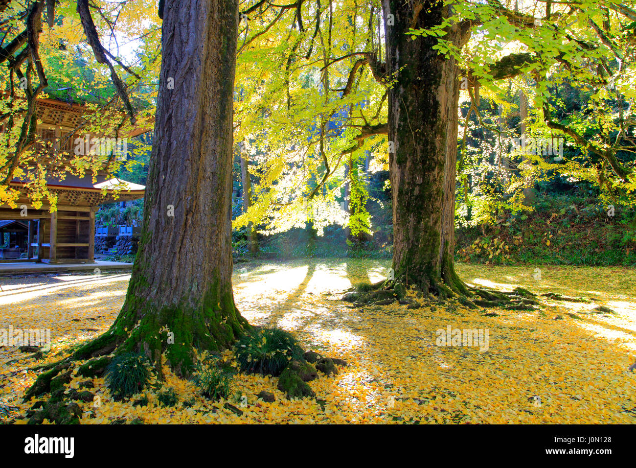 Kotokuji Temple Ginkgo trees in Autumn Akiruno city Tokyo Japan Stock ...