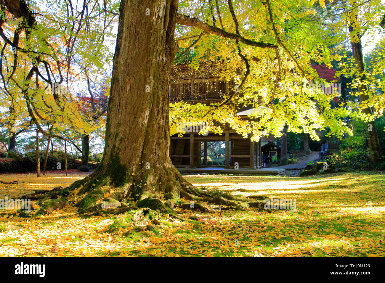 Kotokuji Temple Ginkgo trees in Autumn Akiruno city Tokyo Japan Stock ...