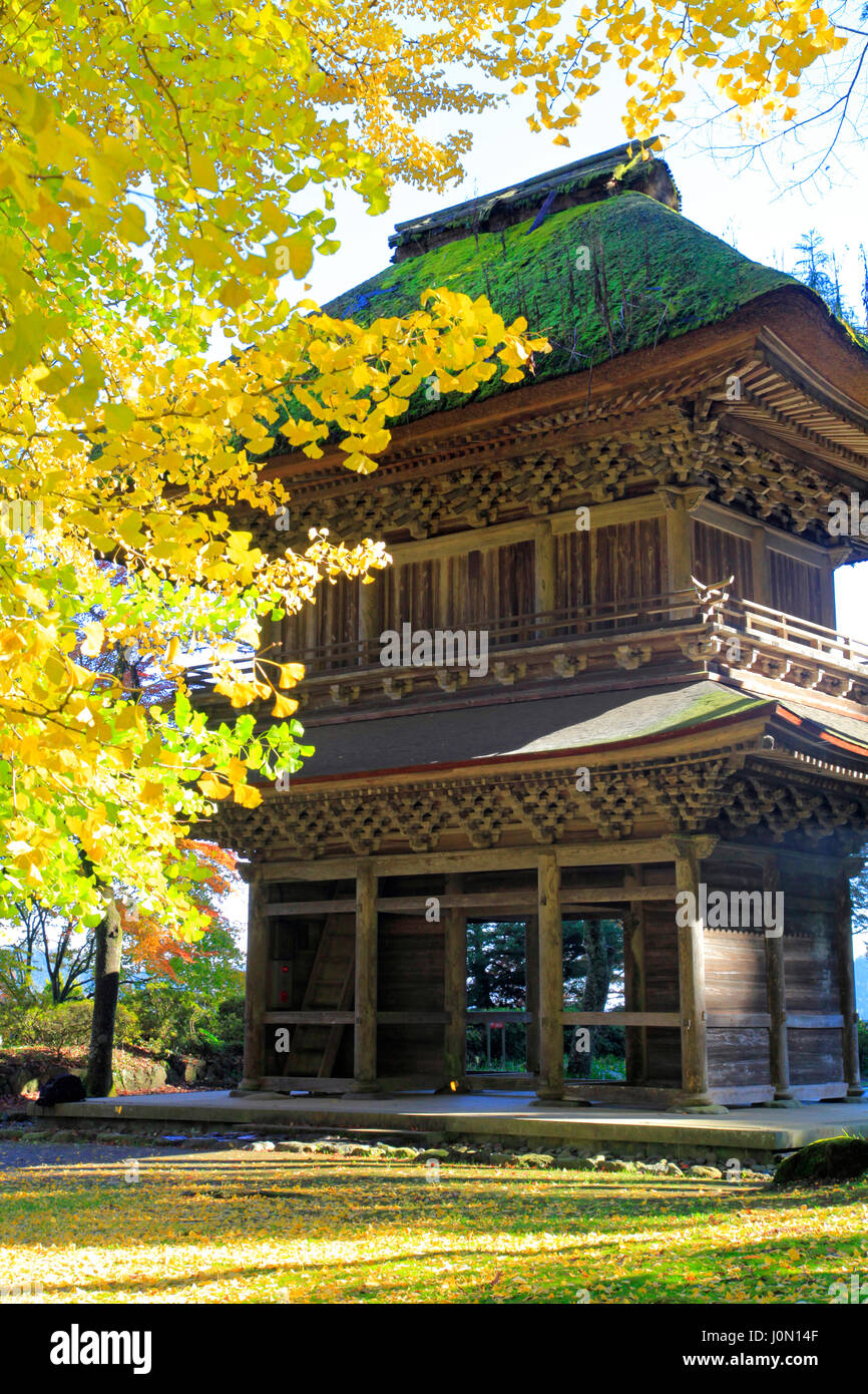 Kotokuji Temple Ginkgo trees in Autumn Akiruno city Tokyo Japan Stock ...